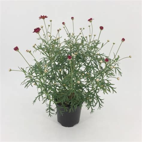 Comprar Plantas De Exterior De Producción Propia Para El Por Mayor