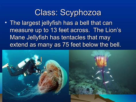 Class Scyphozoa Notes Ppt