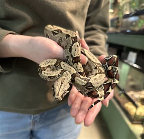 Boa Constrictor Constrictor Iquitos Female 3 Iquitos Boa