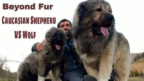 Caucasian Shepherd Attack Wolf