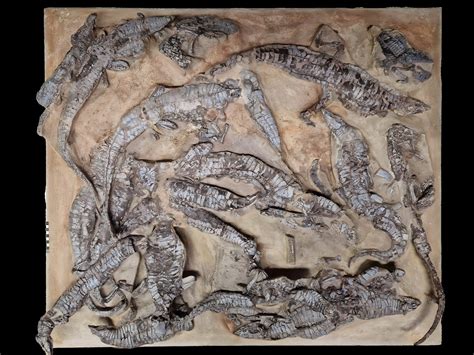 Triassic Fossils Shed New Light On Ancient Ecosystems