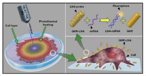 Model Of Gold Nanorodlocked Nucleic Acid Probe Mediated Dynamic