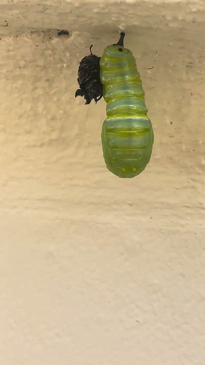 Monarch Caterpiller Making Cacoon Youtube