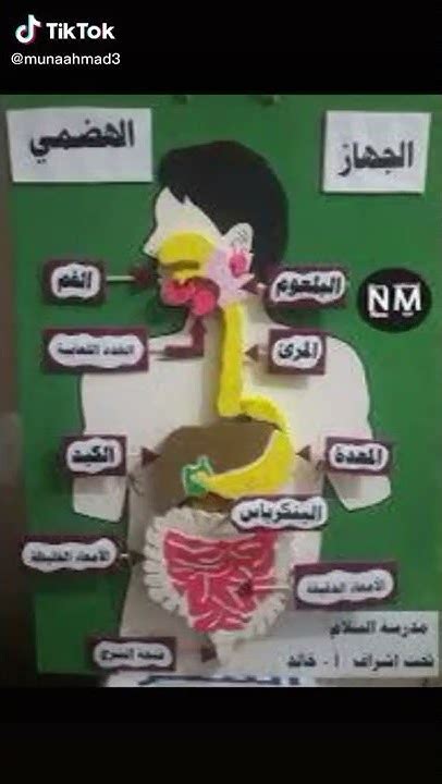 مشروع العلوم للصف التاسع الجهاز الهضمي 👍↪️ Youtube