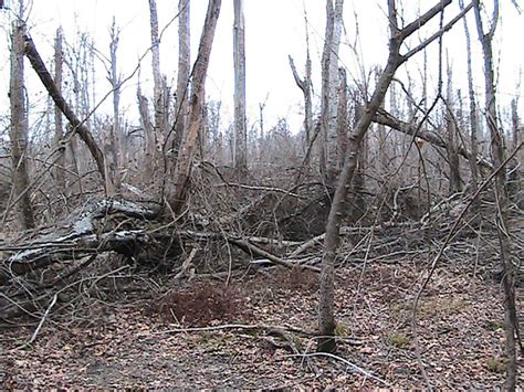Ivory Billed Woodpecker Habitat