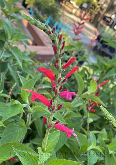 Salvia Elegans Rutilans Urban Tree Farm Nursery