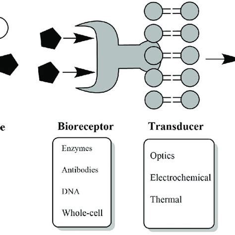 Scheme Of A Biosensor And Rationale For Its Operation Download
