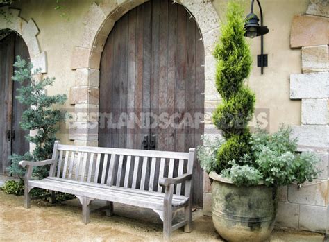 Trees In Containers What To Grow Best Landscape Ideas