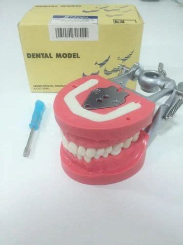 Nissin Typodont Jaw At Best Price In Kozhikode By Apexion Dental