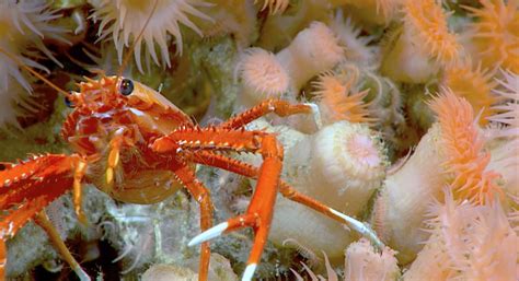 Largest Known Deep Sea Coral Reef Habitat Revealed Ocean Science