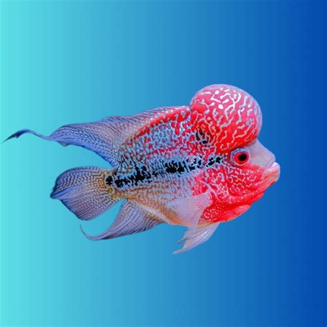 Flowerhorn Cichlid Care Tank Mates Food And Other Tips