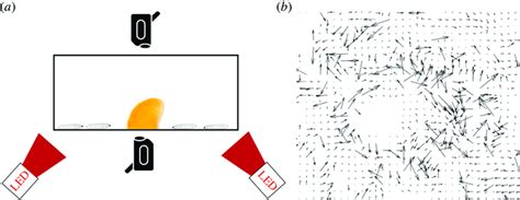 A Set Up Of Particle Image Velocimetry Experiment Larvae Are Placed