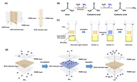 Urease Test Control