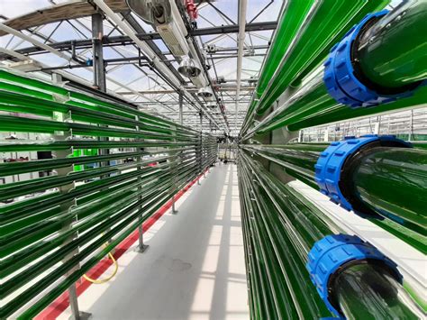 Scaling Up Mixotrophic Cultivation Of Extremophilic Microalgae Wur