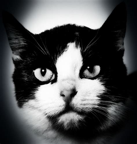 Space Cat Felicette The Space Cat Getting Long Overdue Monument