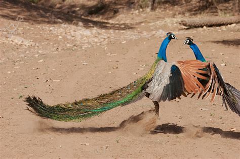 Peacocks Fighting Sariska National License Image 70450847 Lookphotos