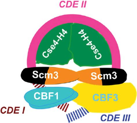 Model Of Budding Yeast Centromeric Nucleosome With Associated Inner Download Scientific Diagram