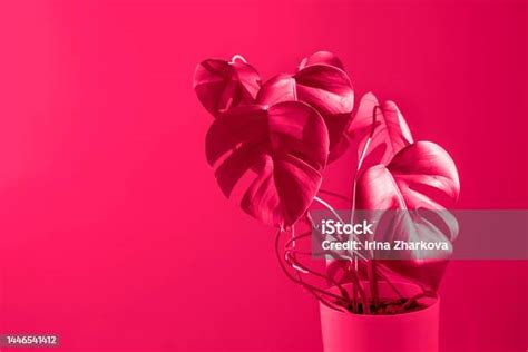 몬스 테라 식물 배경에서 나뭇잎 클로즈업 컬러 비바 마젠타 꽃 배경 2023년 올해의 색상 몬스테라 델리시오사 잎 또는 냄비 열대 잎 배경에 있는 스위스 치즈 식물 거친