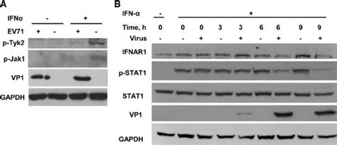 Ev71 Inhibited Type I Ifn Mediated Jak Stat Signaling By Reducing Download Scientific Diagram