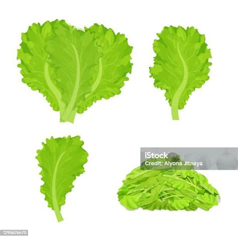 세트 Os 양상추 잎 다진 조각 흰색 배경에 고립 된 밝은 만화 스타일의 상세한 그림 생 야채 허브 에코 식품 또는 농업 제품 상추에 대한 스톡 벡터 아트 및 기타 이미지