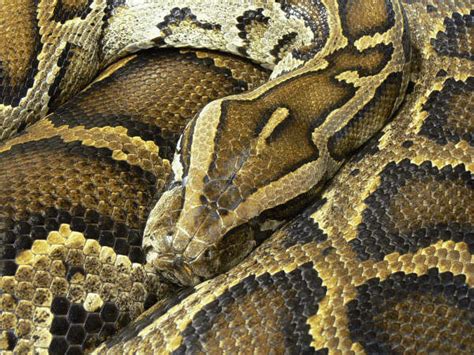 Python Convert Number To String With Thousand Separator Design Talk