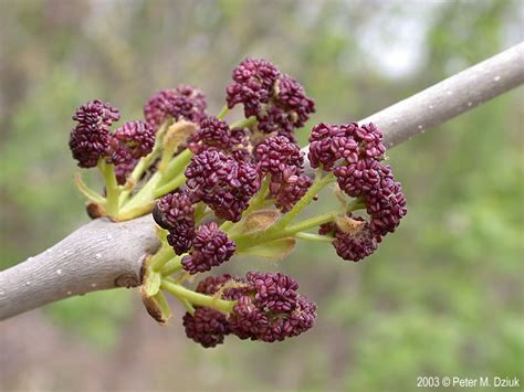 Fraxinus Nigra Black Ash Minnesota Wildflowers