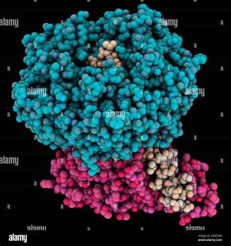 Cholera Toxin Molecule Computer Model Showing The Structure Of Cholera