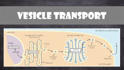 15 Unbelievable Facts About Protein Transport Vesicles