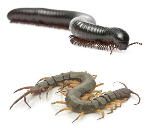 Arthropod Millipede And Centipede 1200x800