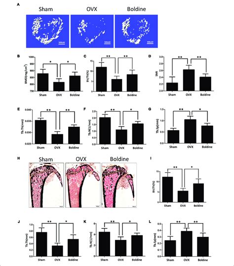 Boldine Inhibits Ovx Induced Bone Loss In Mice 8 Week Old Female