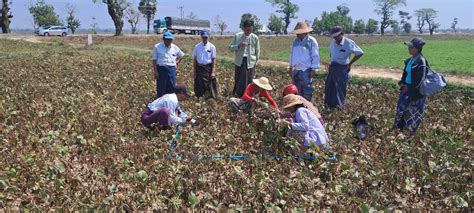 ကျောက်တံခါးမြို့နယ်တွင် ဆောင်းသီးနှံ ပဲတီစိမ်းနှင့်မတ်ပဲ လျာထားချက်ထက်ပ