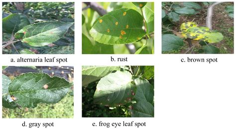 Highly Accurate And Lightweight Detection Model Of Apple Leaf Diseases