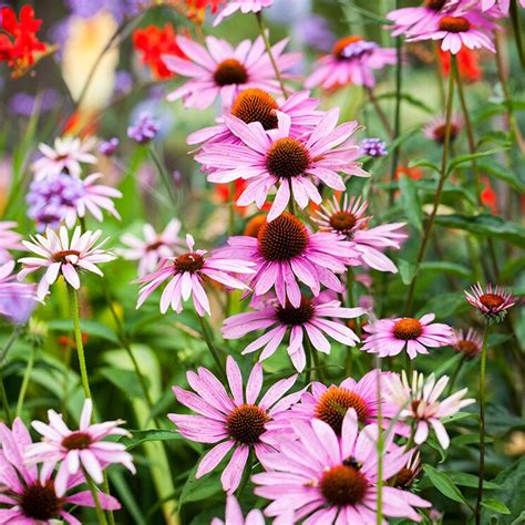 Echinacea Purpurea Planta Cuidados At Caitlyn Buvelot Blog