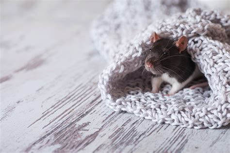 새해 2020의 크리스마스 쥐 기호입니다 쥐의 해 중국 새해 2020 니트 스카프 크리스마스 인사말 카드 템플릿입니다 복사 공간