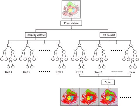 Training And Classification Of Random Forest Classifier Sketch In This Download Scientific