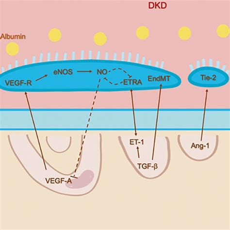 Of Gencs‐podocytes Cross‐talk Signaling Pathways In Dkd Activation And