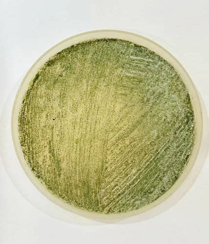 Liquid Trichoderma Viride Bio Fertilizer Barrel At ₹ 150litre In Wardha