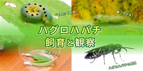 昆虫 昆虫写真図鑑 ムシミル