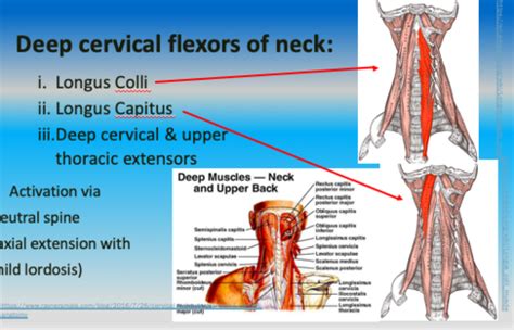 Cervical Neck Flexor Muscles