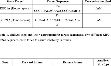 Primer Sequences Used During QRT PCR Download Scientific Diagram