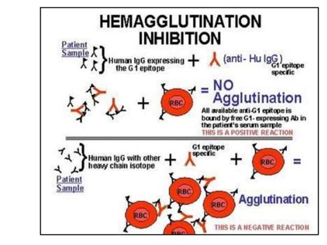 Antibodyantigenreactionspptx Antigen Antibody Reactions Pptx