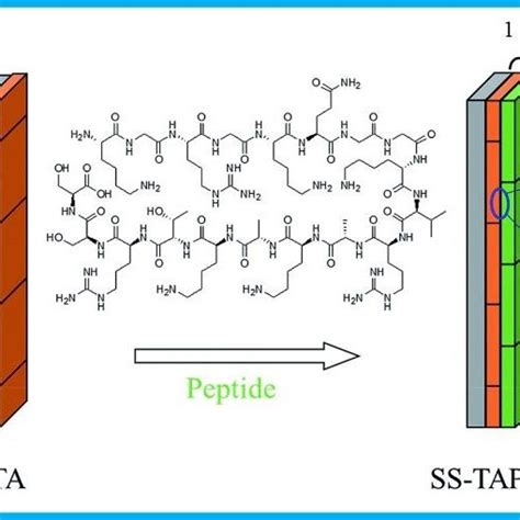 Schematic Of The Preparation Of Multilayer Coatings Via Lbl Deposition Download Scientific