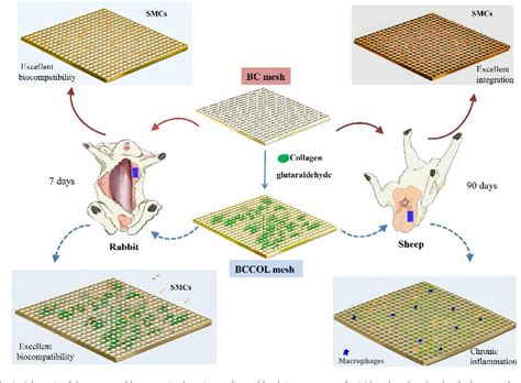 Figure From Development Of A Cellulose Based Prosthetic Mesh For Pelvic Organ Prolapse
