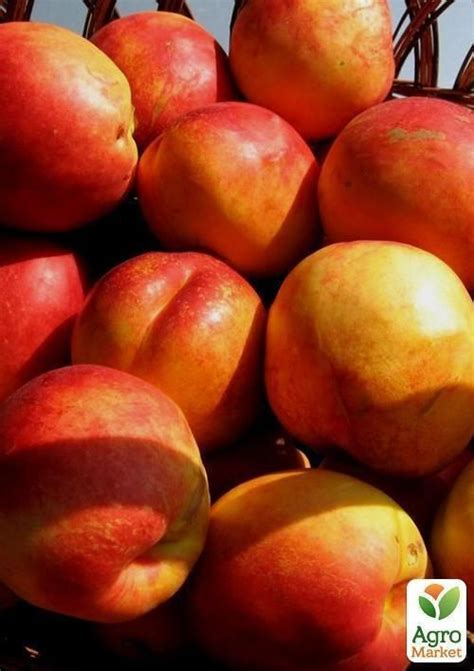 Нектарин Старк Делішес лисий персик літній сорт середній термін дозрівання купити поштою в