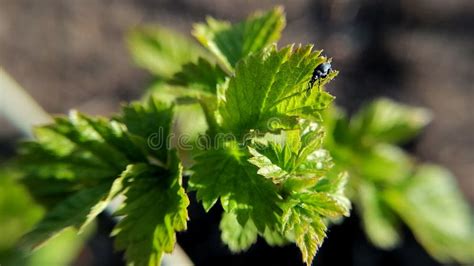 Young Green Raspberry Leaves And The Garden Pest Fruit Bug Stock Image Image Of Grass Sits