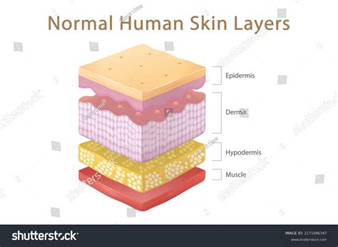 Normal Skin Layers