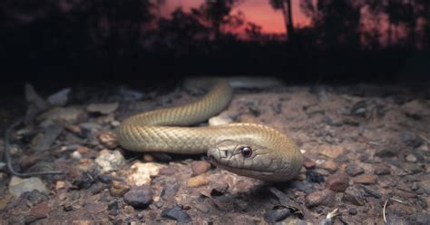 After Years Of Neglect Scientists Say They Ve Finally Found The Female Snake S Sex Organ