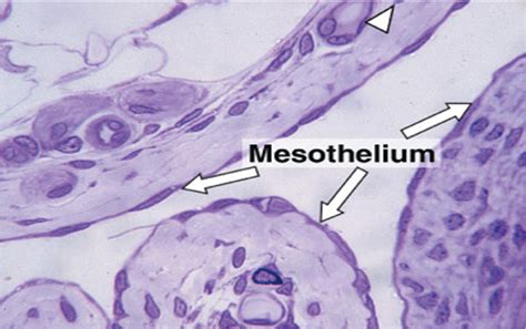Mbbs Medicine Humanity First Epithelium