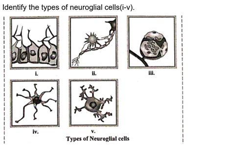 Types Of Neuroglial Cells