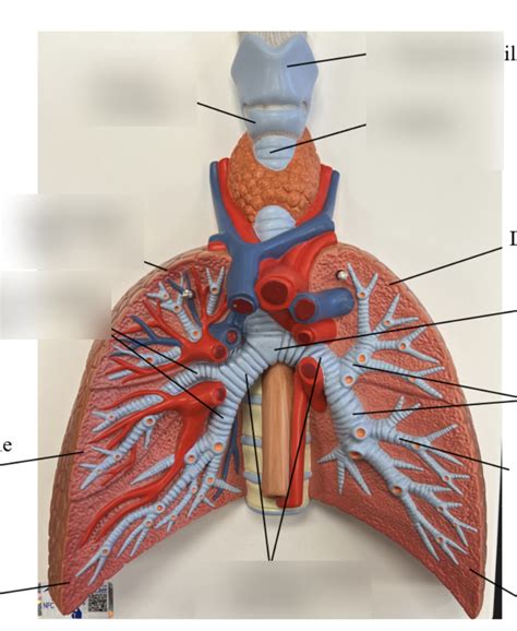 Bio 244 Respiratory Lungs Diagram Quizlet